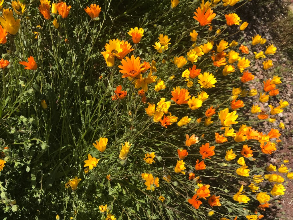 Flower of the Day: African Daisies | Doing Life Together