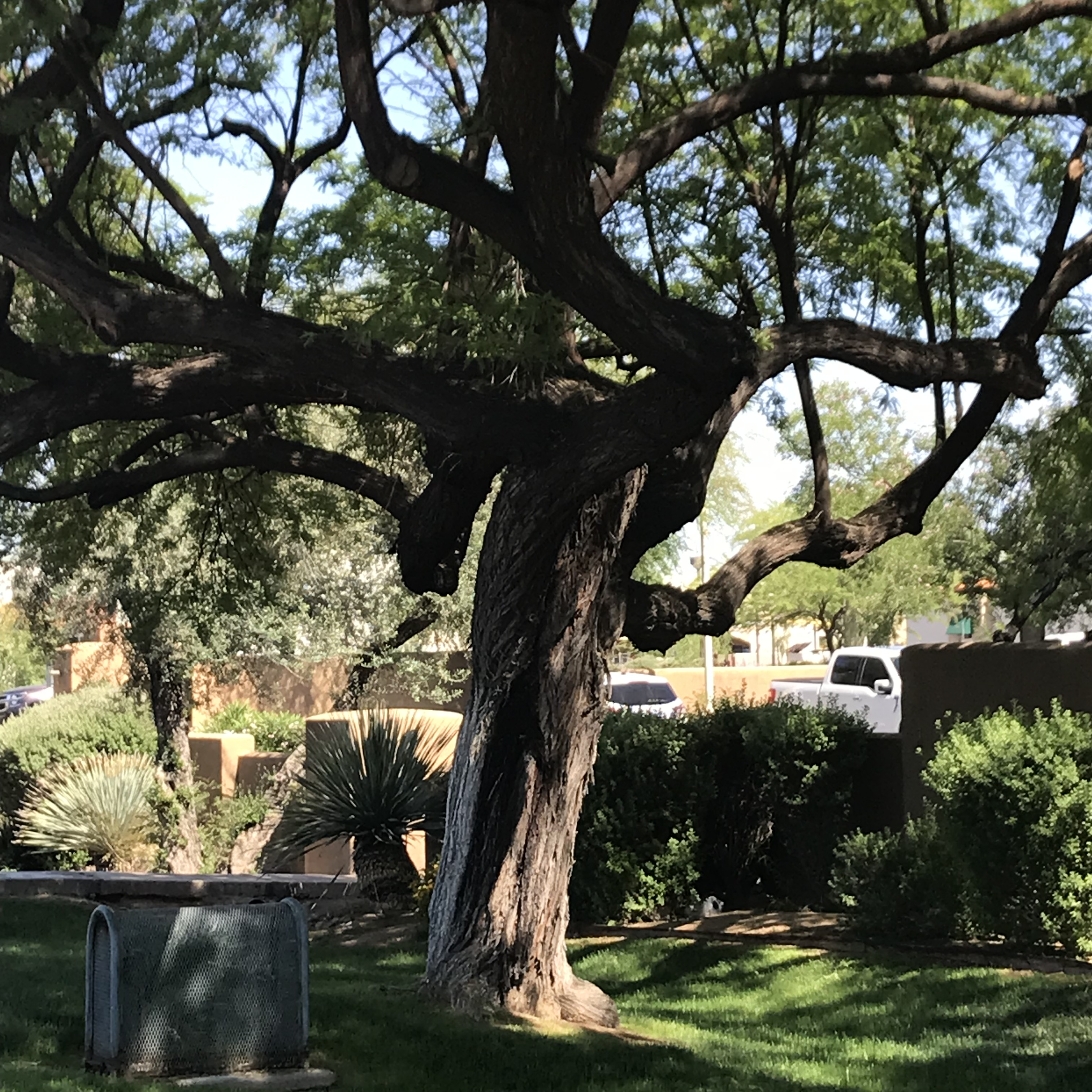 Wordless Wednesday: Tree | Doing Life Together