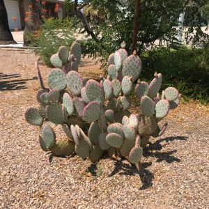 Wordless Wednesday: Prickly Pear | Doing Life Together